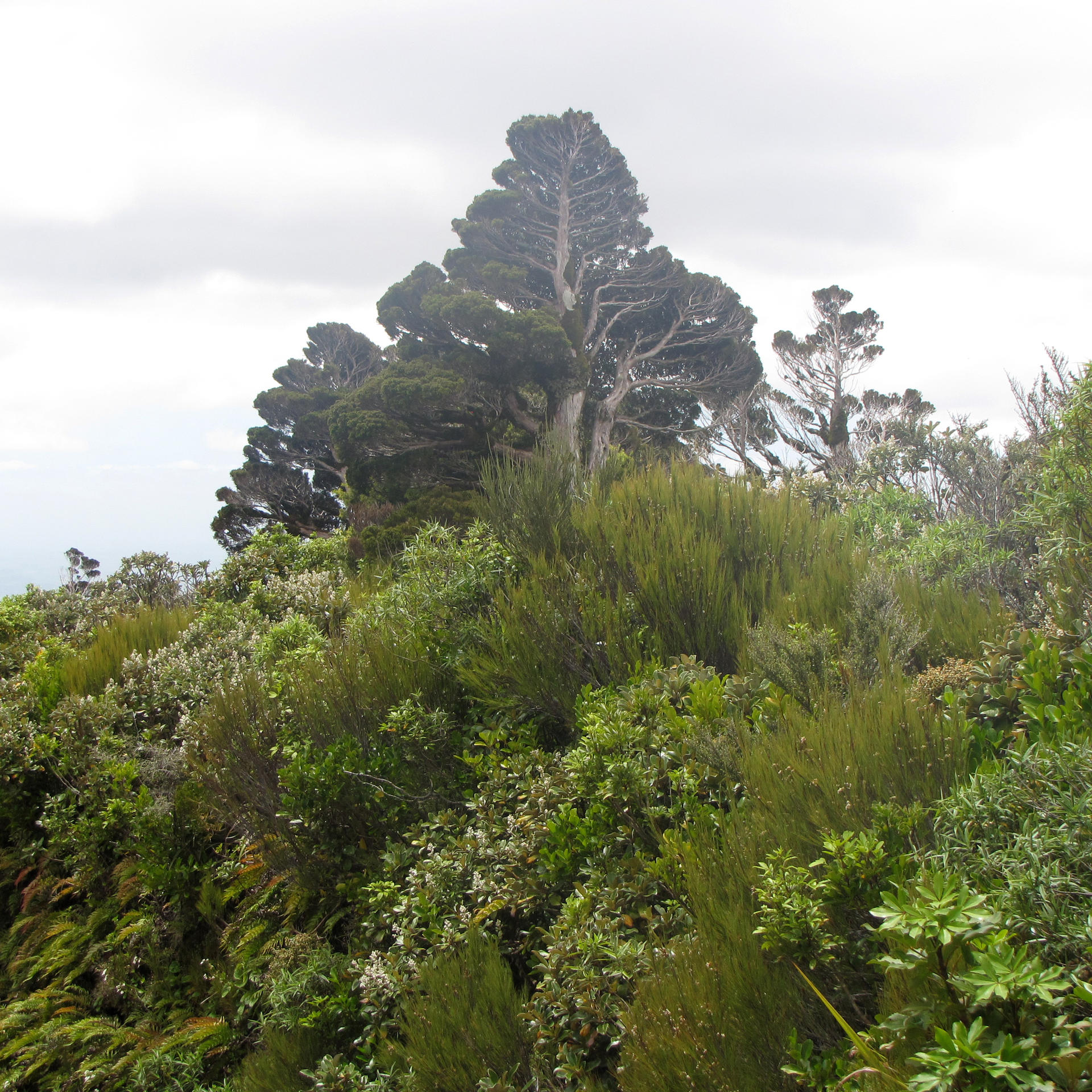Pouakani, Totara, New Zealand | Giant Trees Foundation