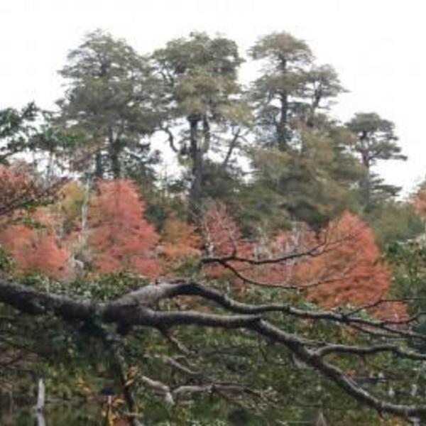 Araucaria Madre, Monkey Puzzle Tree, Chile | Giant Trees Foundation