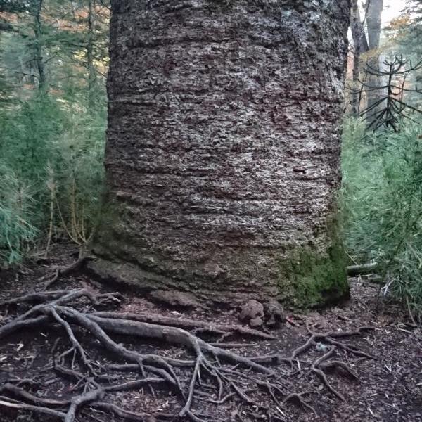 Araucaria Madre, Monkey Puzzle Tree, Chile | Giant Trees Foundation