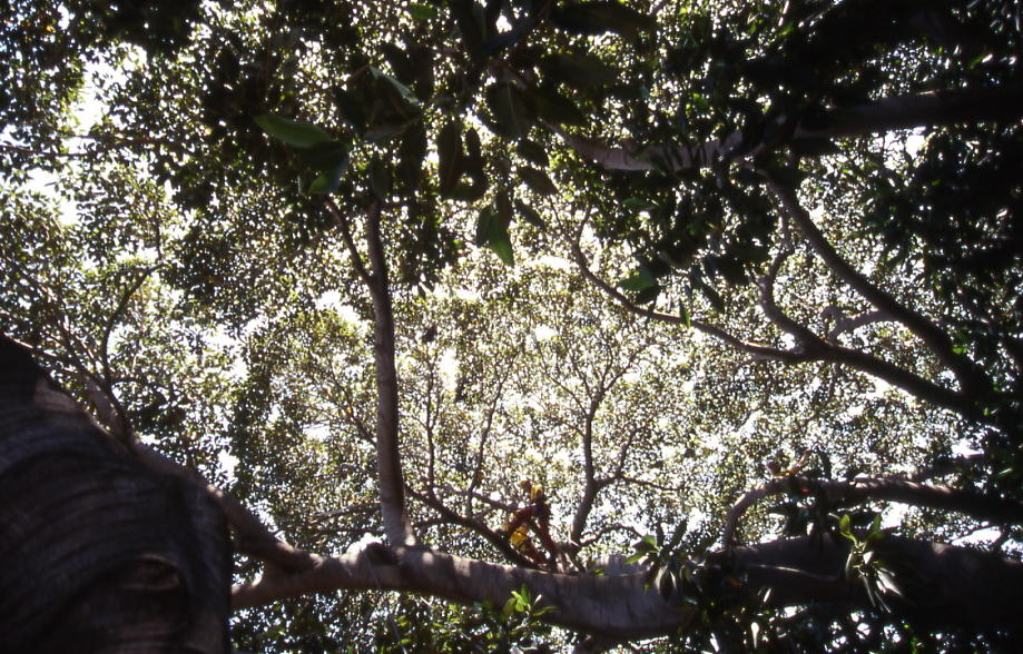 Ecuador 1 | Giant Trees Foundation