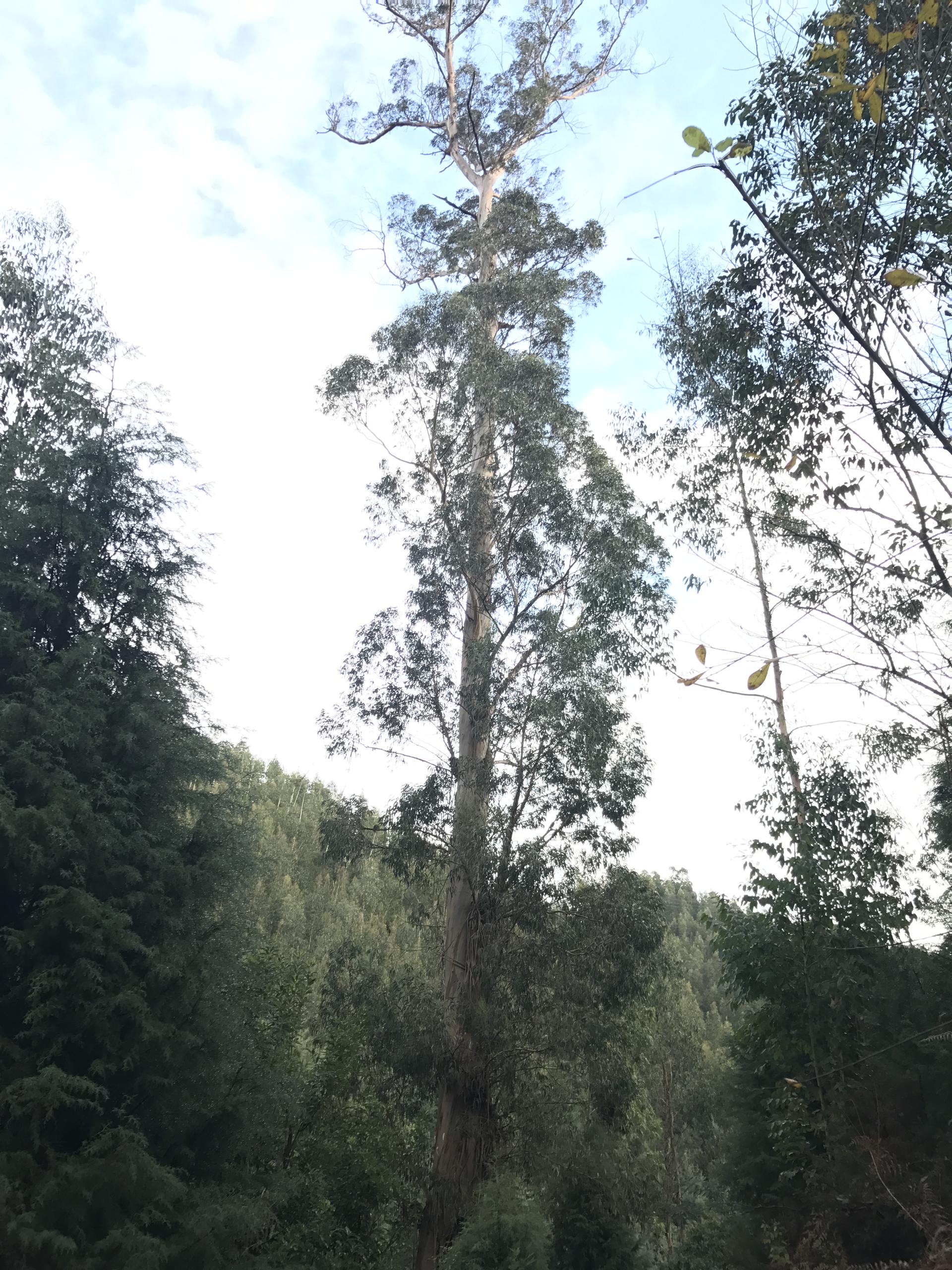 Karri Knight | Giant Trees Foundation