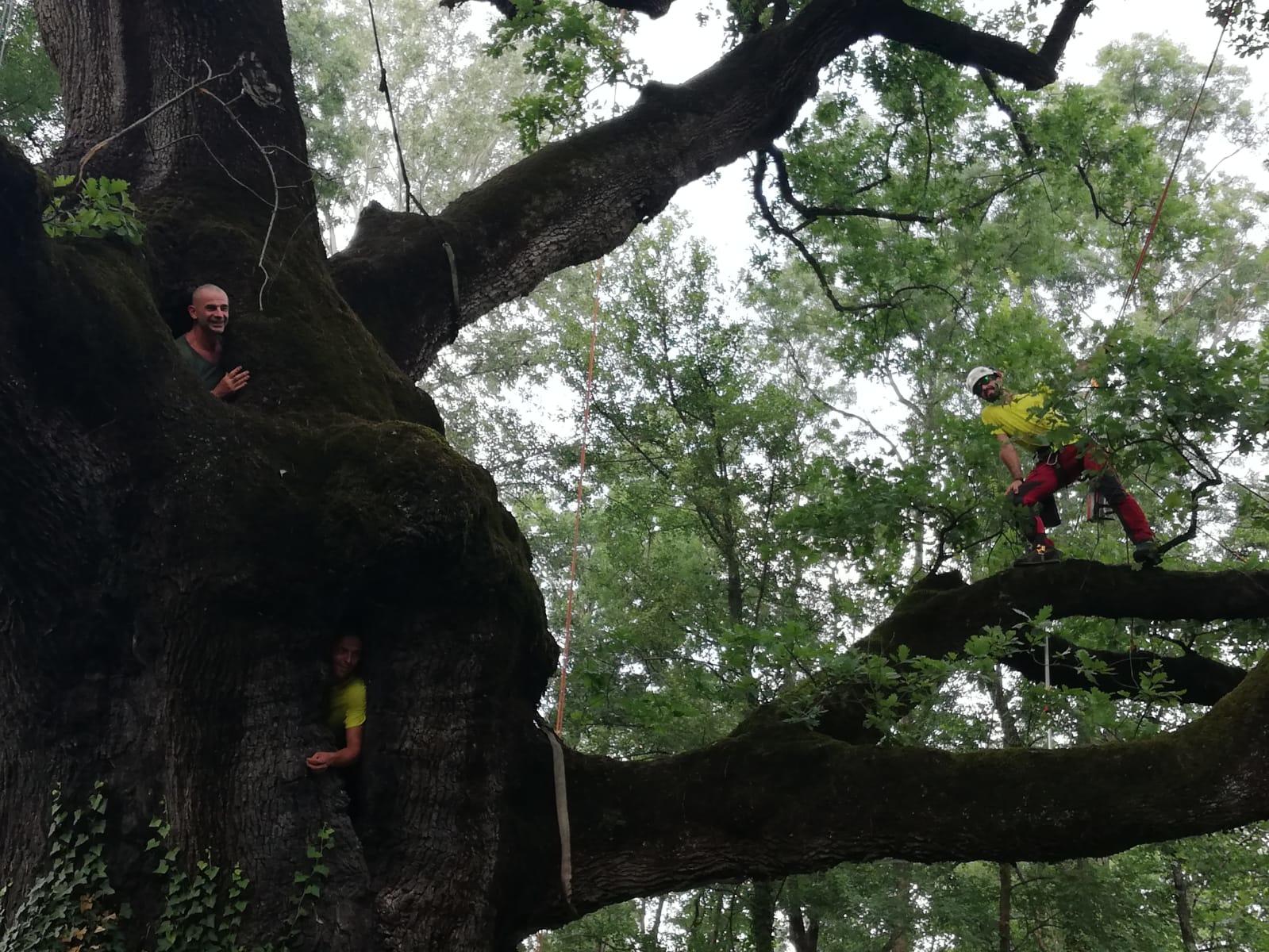 La Farnia di Sterpo | Giant Trees Foundation