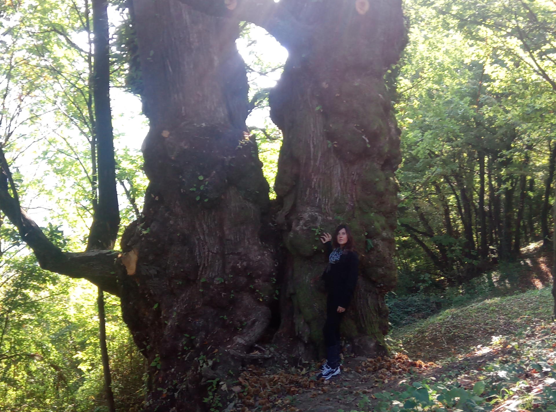 Vota il Castagno di Canalaz | Giant Trees Foundation