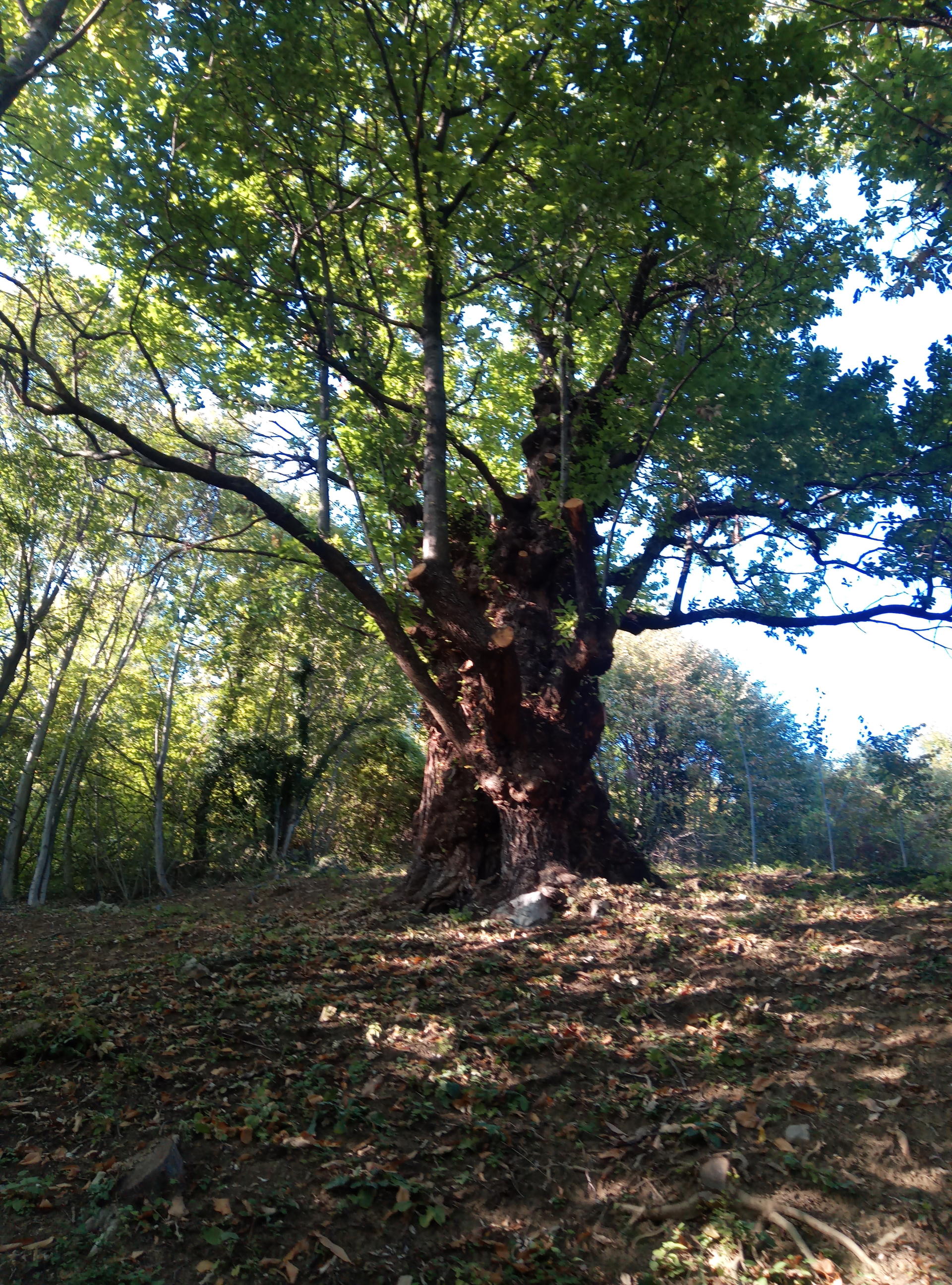 Il Castagno di Canalaz | Giant Trees Foundation