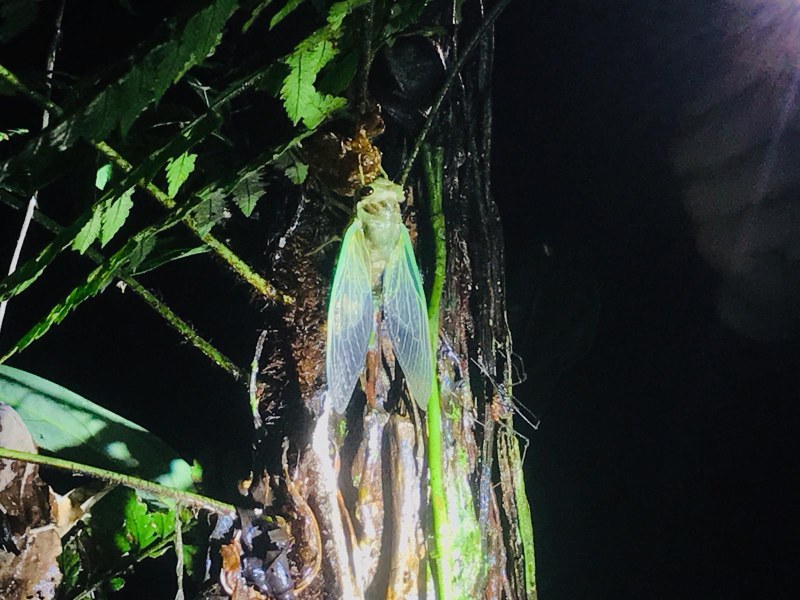 Ecuador Dayuma o Moby Dick | Giant Trees Foundation