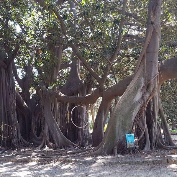 Il grande ficus dell’Orto Botanico di Palermo | Giant Trees Foundation