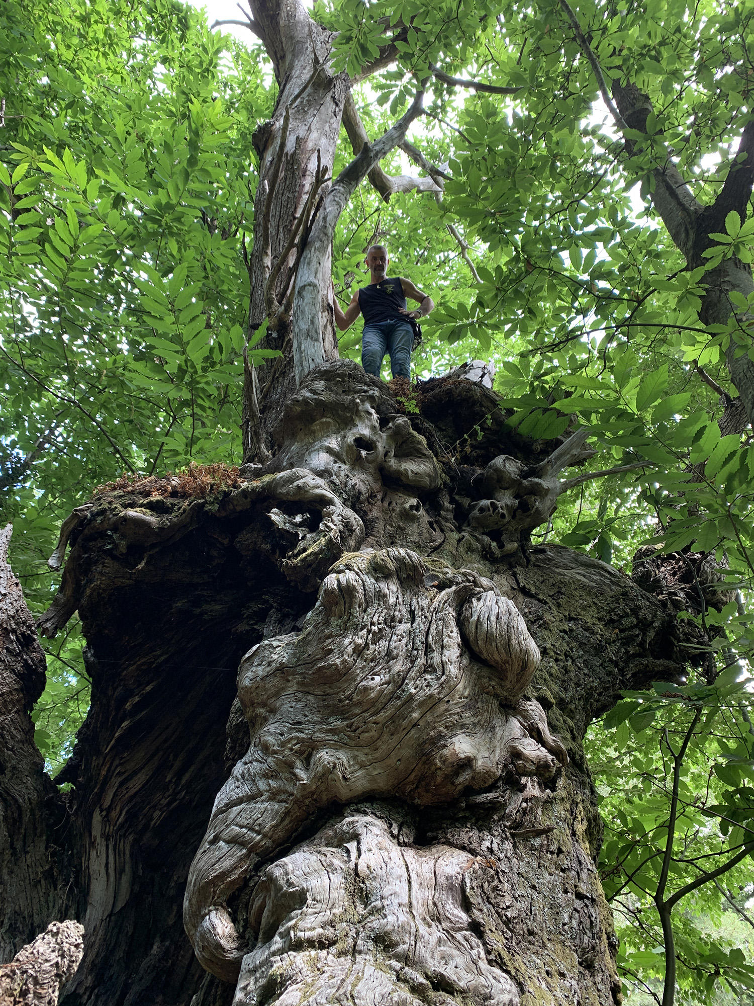 Castagno dei Salavruni (Grisolia) | Giant Trees Foundation