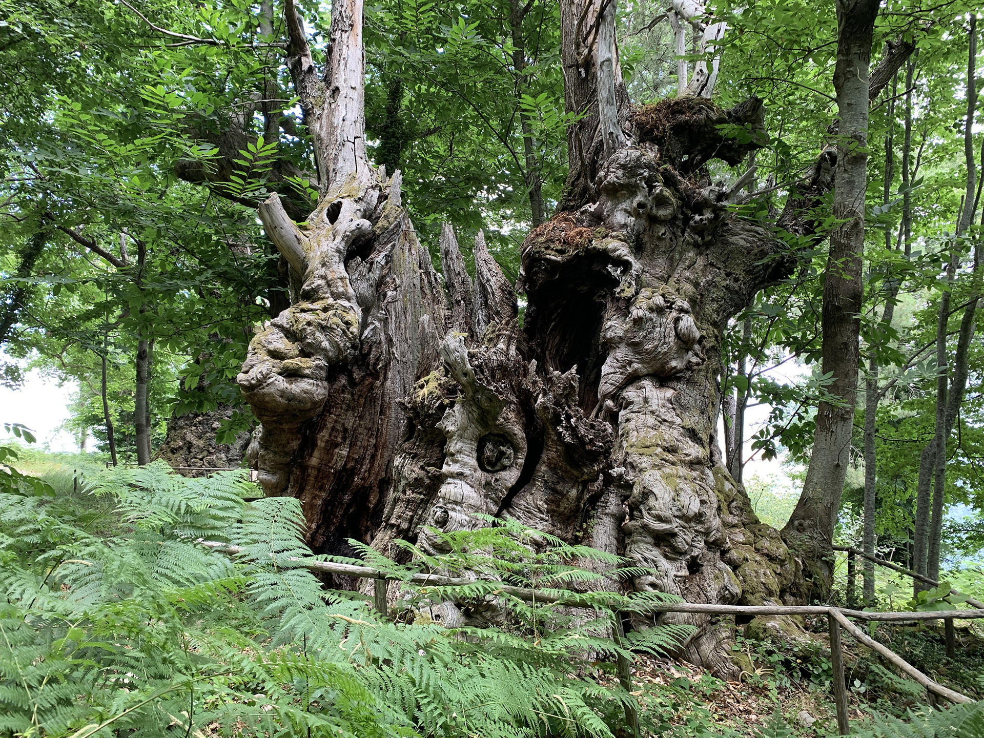 Castagno dei Salavruni (Grisolia) | Giant Trees Foundation