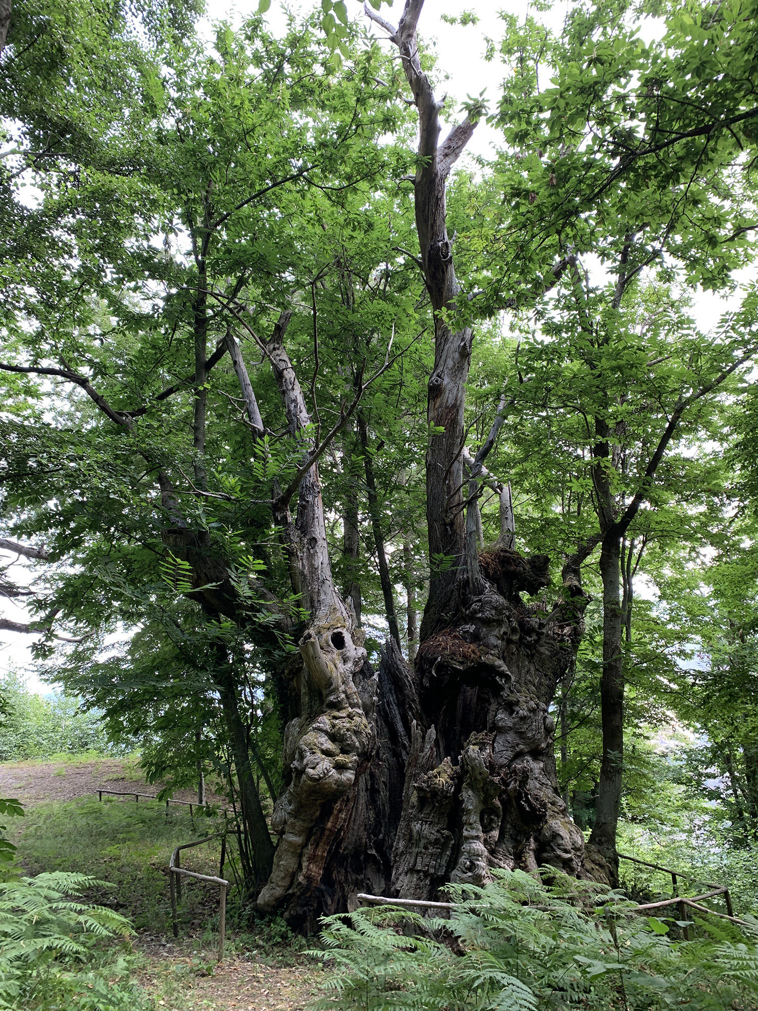 Castagno dei Salavruni (Grisolia) | Giant Trees Foundation