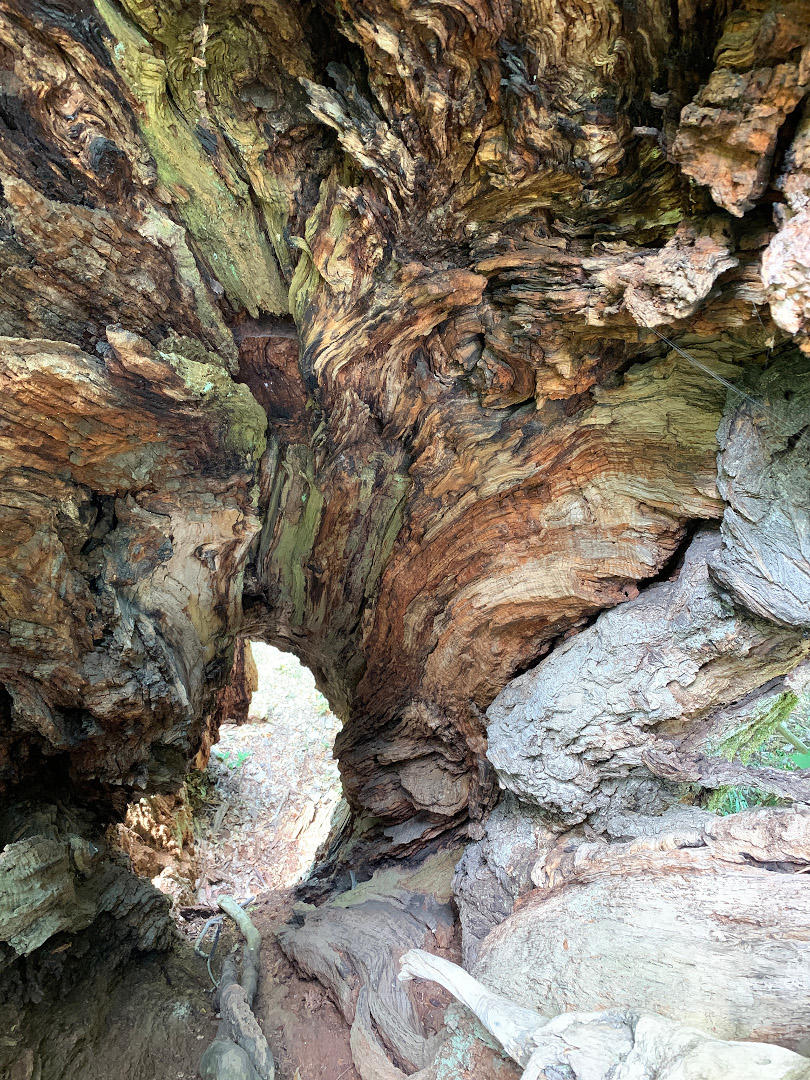 Il castagno di Grisolia - finalista 2021 | Giant Trees Foundation