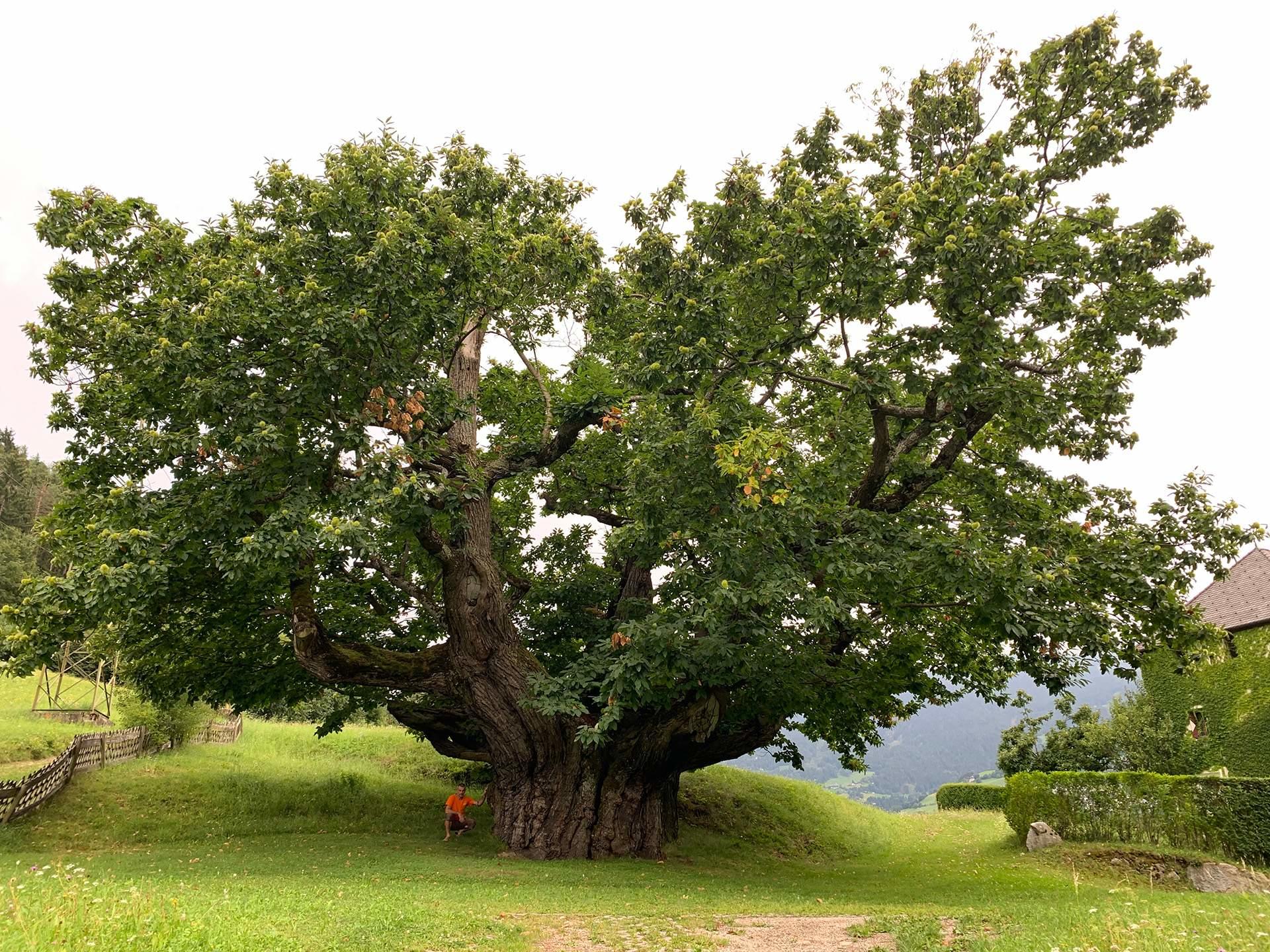 Il castagno di Laion - finalista 2021 | Giant Trees Foundation
