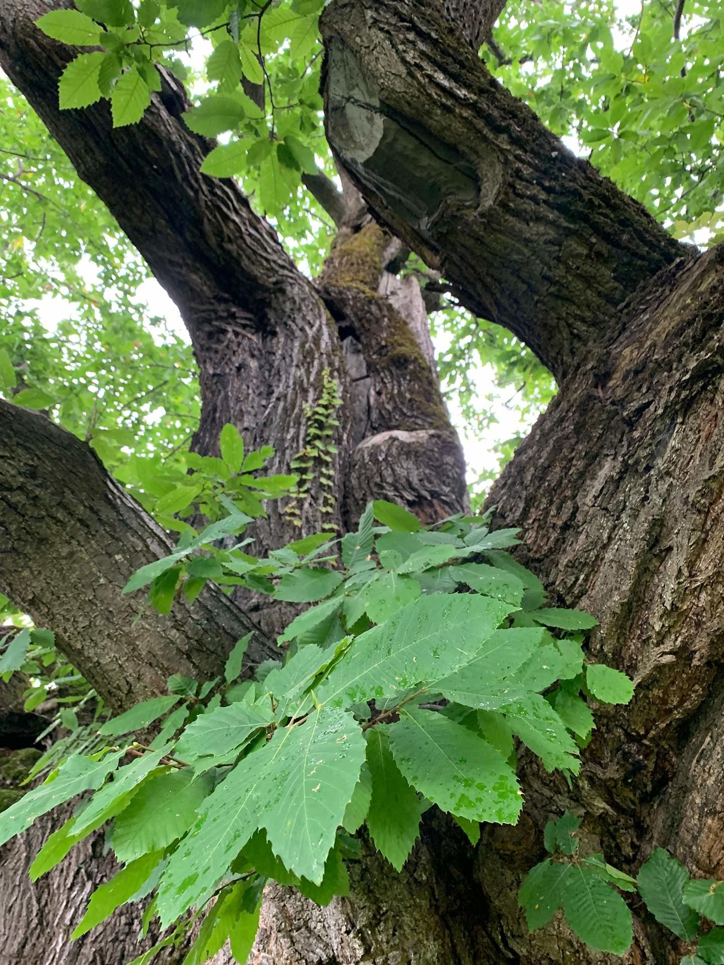 Il castagno di Laion - finalista 2021 | Giant Trees Foundation