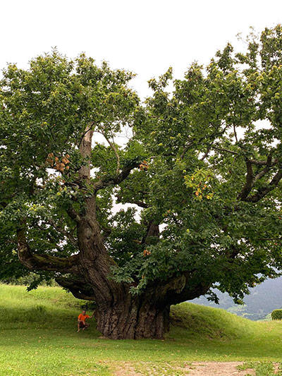 Il castagno di Laion - finalista 2021 | Giant Trees Foundation