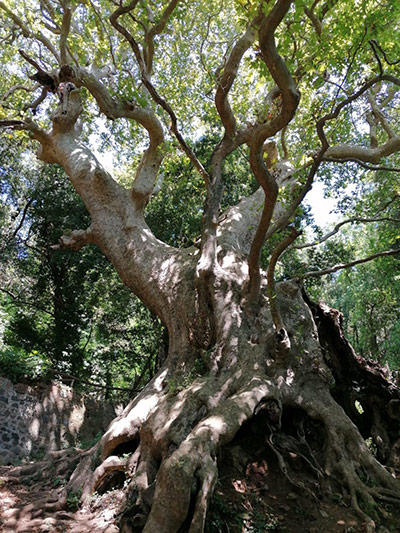 Il platano di Curinga - finalista 2020 | Giant Trees Foundation