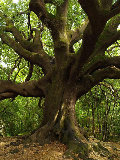 Il leccio dell'Etna - finalista 2019 | Giant Trees Foundation