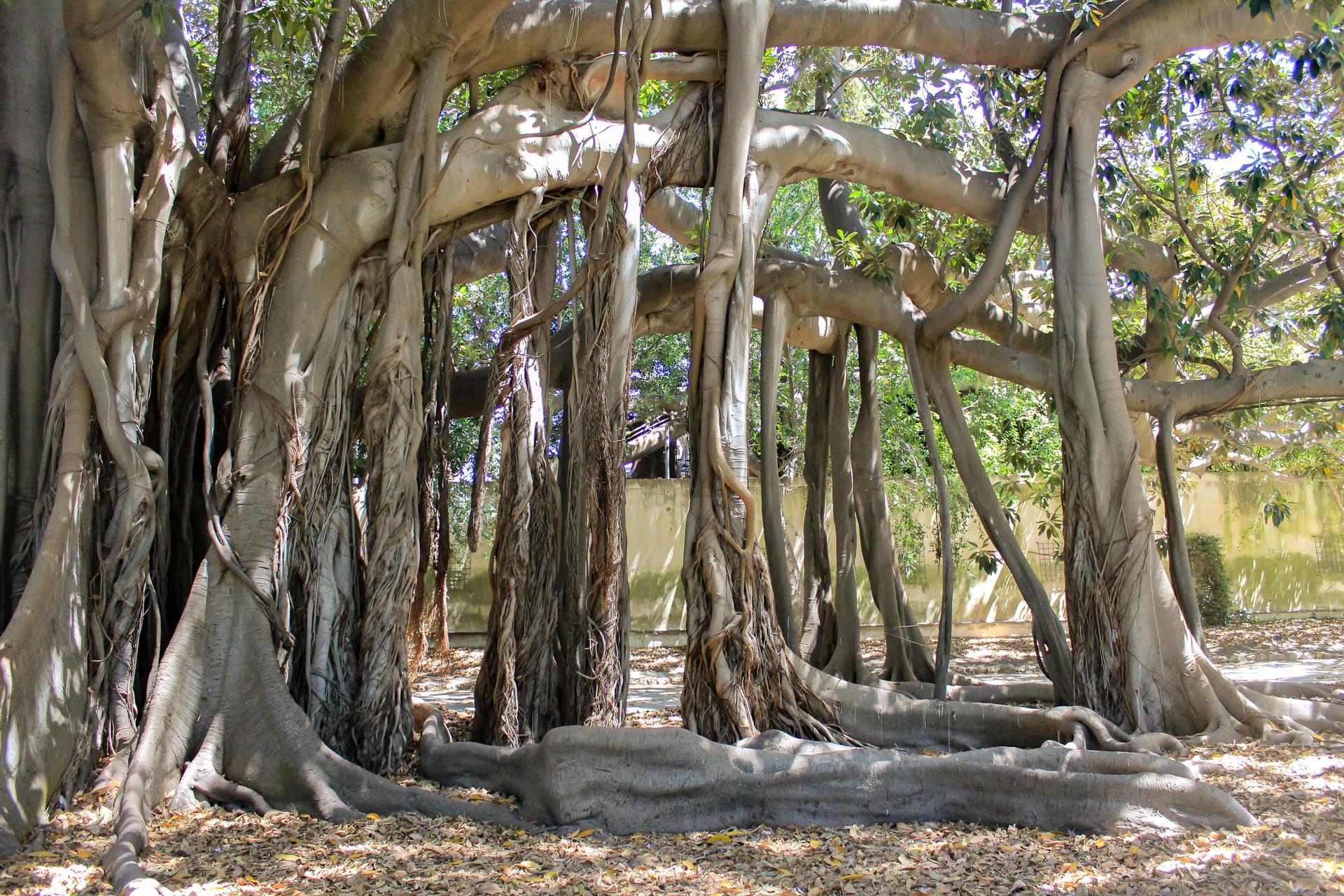 Il grande ficus dell’Orto Botanico di Palermo | Giant Trees Foundation