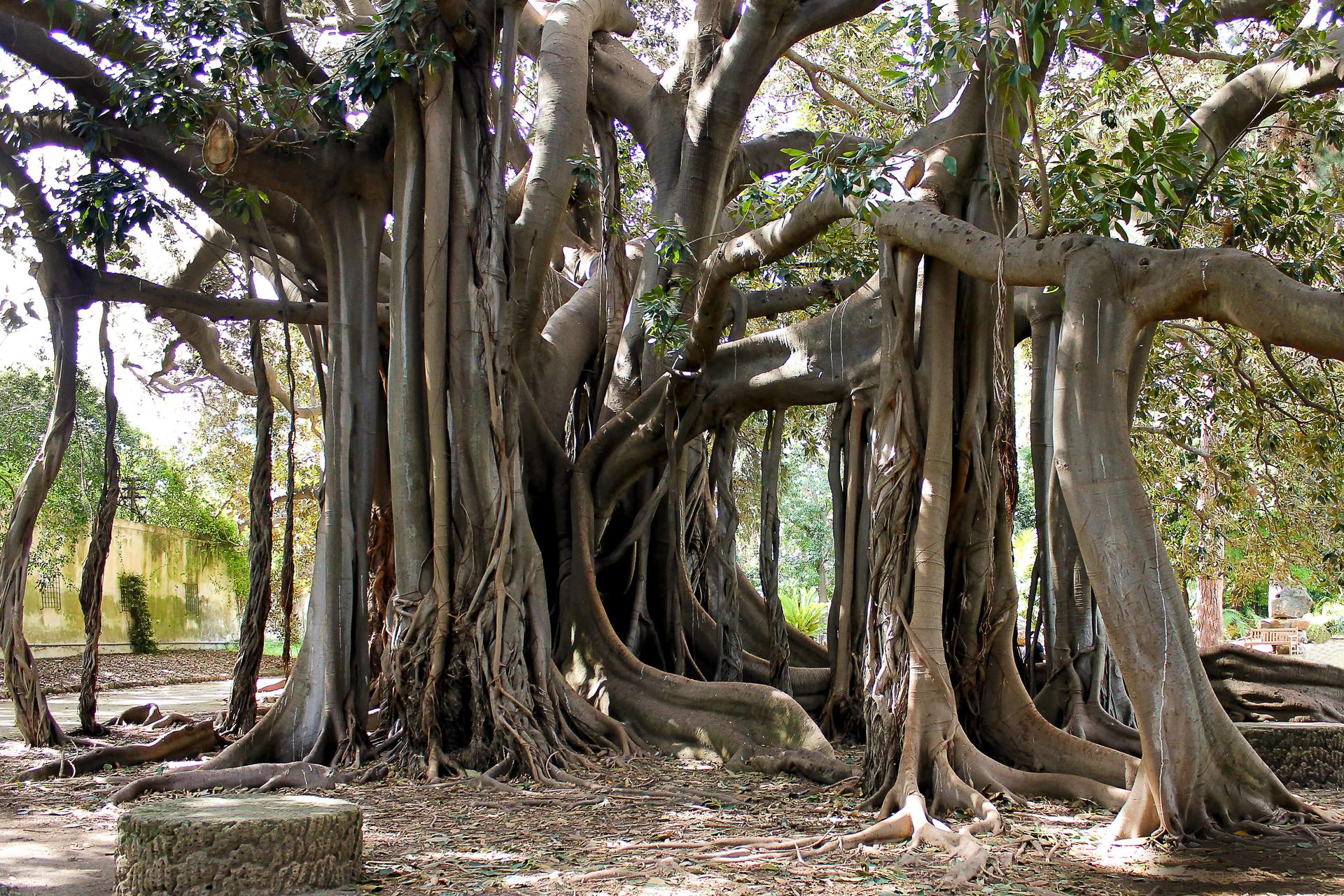 Il grande ficus dell’Orto Botanico di Palermo | Giant Trees Foundation