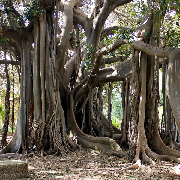 Il grande ficus dell’Orto Botanico di Palermo | Giant Trees Foundation