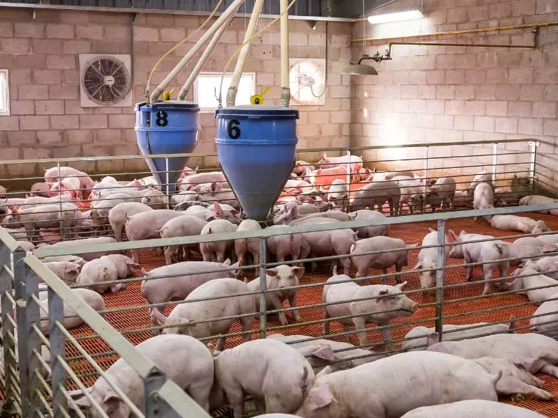 Published Legislative Decree with Guidelines for Livestock Farms ...